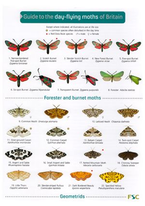 Day-flying Moths of Britain (Laminated ID Chart) – Steven Cheshire's ...