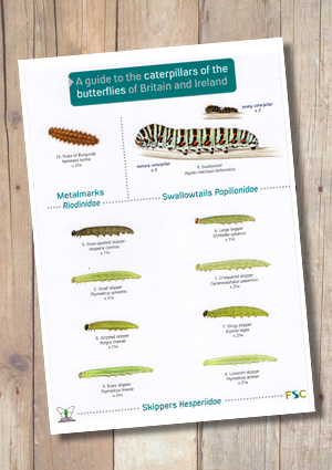 Caterpillars of Butterflies of Britain & Ireland (Laminated ID Chart ...