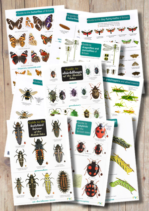 Insects x10 Laminated ID Chart including Butterflies, Ladybirds, Moths ...