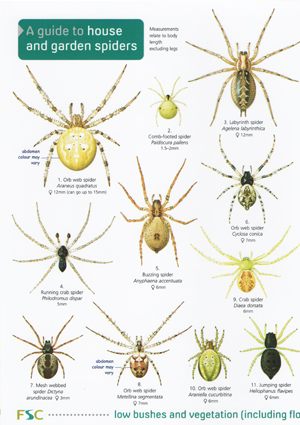 Bc Spiders Identification Chart