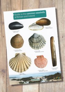 Guide to the Common Seashells of Britain and Ireland (Laminated ID ...