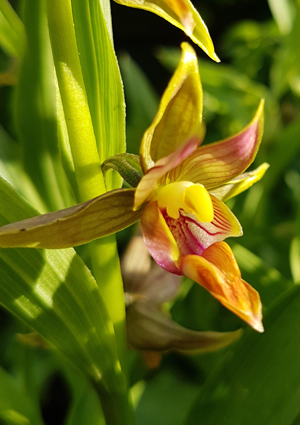 Giant Helleborine (Epipactis gigantea) – Steven Cheshire's British ...